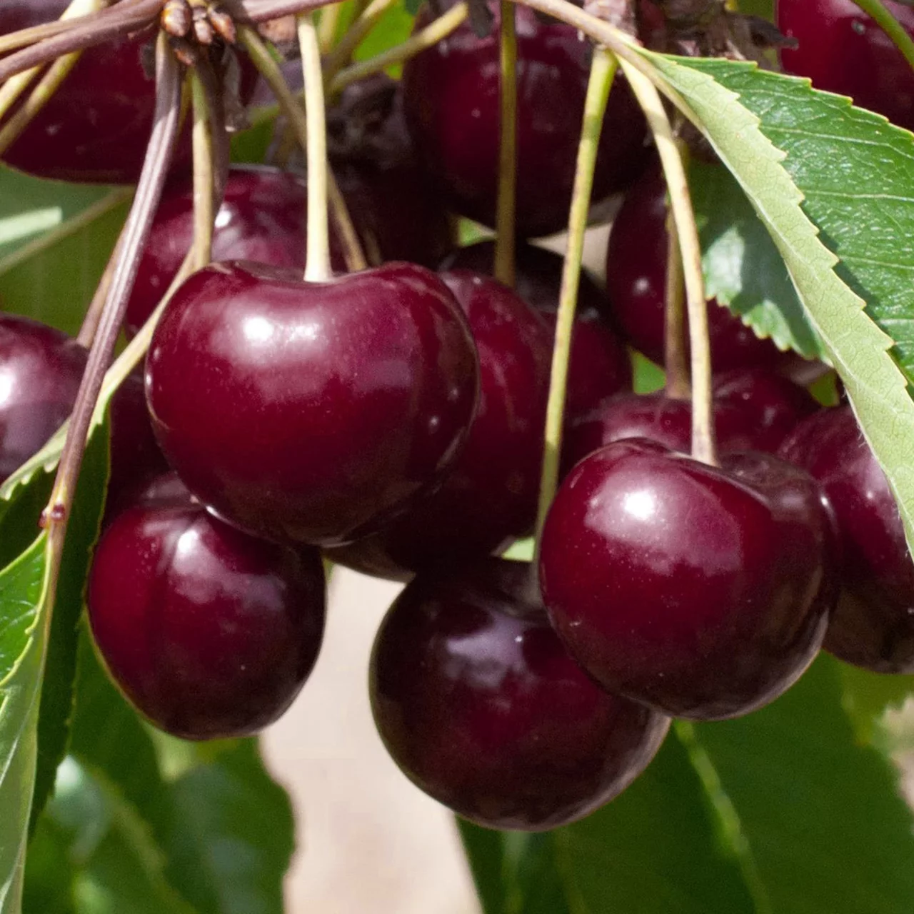 Bio-Kirsche «Kordia» – Kompakte biologische Obstbäume